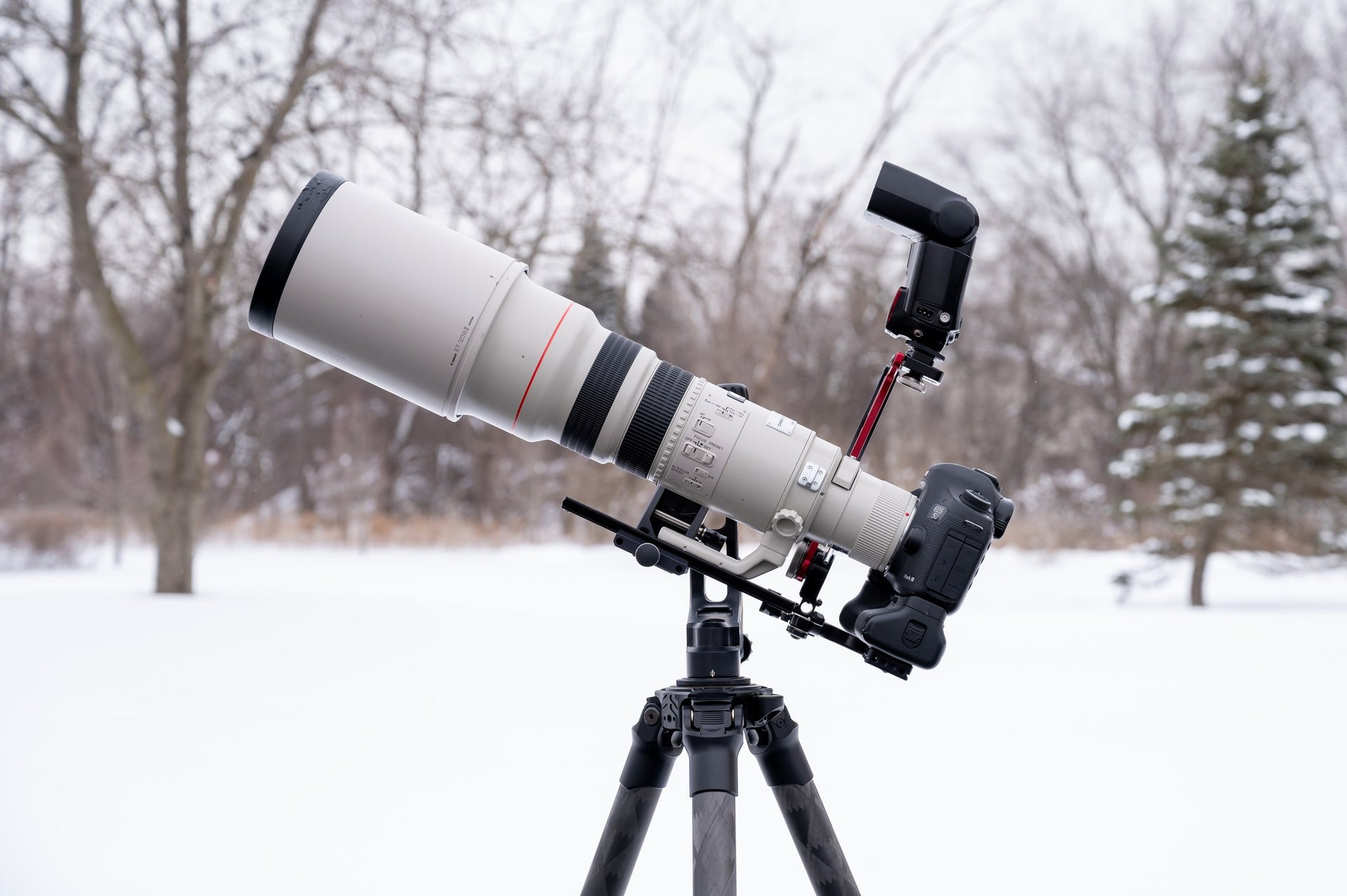 Best Wildlife Photography Lens for Beginners | ProMediaGear